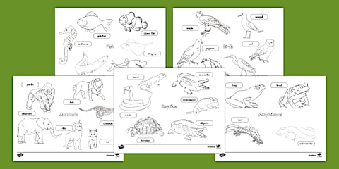 Animal Sorting Activity for K-2nd Grade