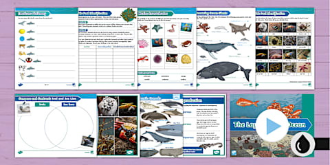 Tides STEM Activity