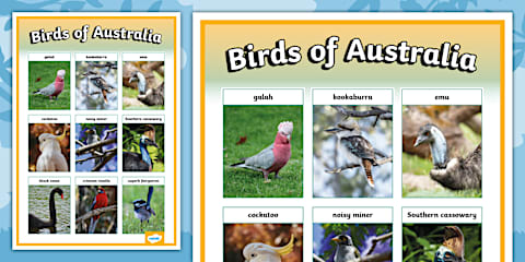 Aussie Backyard Bird Count Activity Sheet