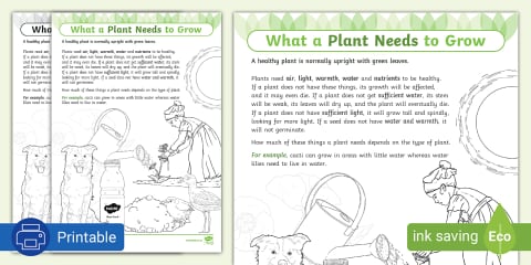 The Differences between Plants – Activity Sheet