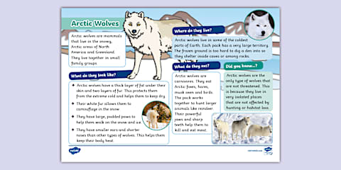 Arctic Wolf Diagram Activity Pack