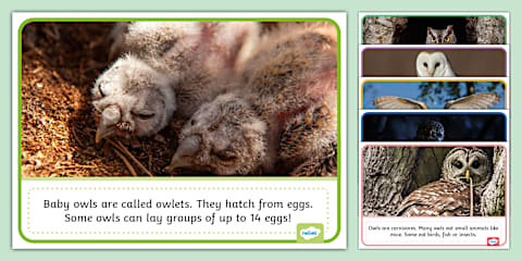10 Facts About Owls Display Poster