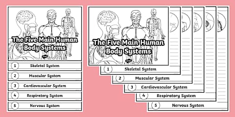 Body Organs Cut and Paste Worksheet for 3rd-5th Grade