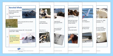 Amphibians Fact File and Quiz - Twinkl - KS1