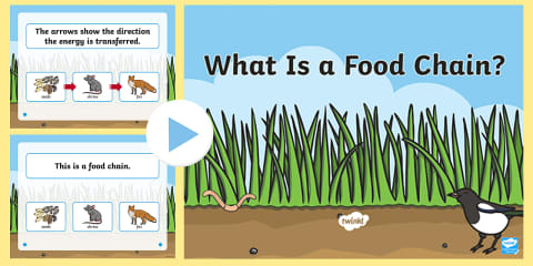 Second Grade Ocean Food Chains Reading Passage Comprehension Worksheet