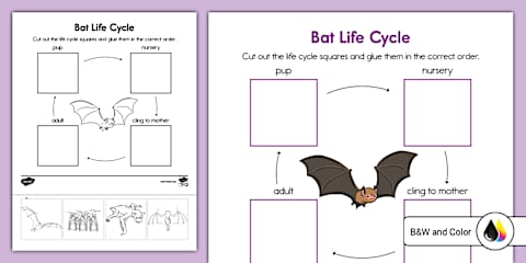 LKS2 All About Bats Reading Comprehension Activity