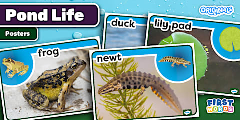 EYFS Pond Life Information PowerPoint