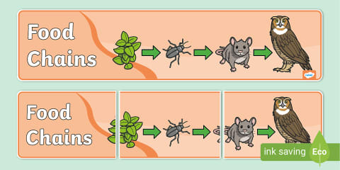 Food Chains Posters