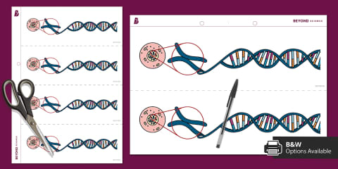 Eighth Grade DNA Structure Assessment