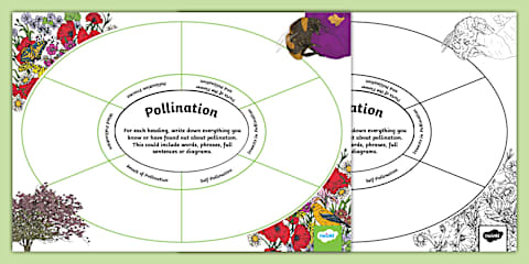 Wind Pollination Mind Map