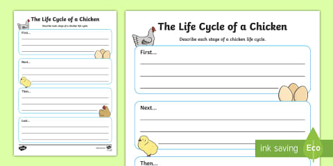 My Hatching Diary Writing Template