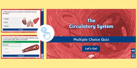 Circulatory System Flowchart Display Poster and Worksheet Pack
