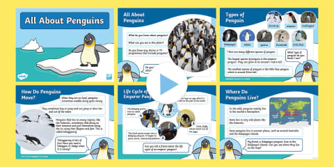 Penguin Fact Cards