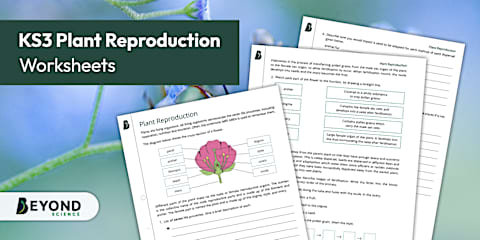 Structure of a Flower Worksheet - Interactive