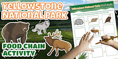 Creating Food Chains Activity Sheets