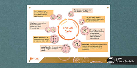 Cell Cycle and Stages of Mitosis Matching Worksheet for 6th-8th Grade