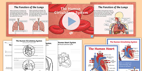 The Heart Dissection Investigation | Science | Beyond