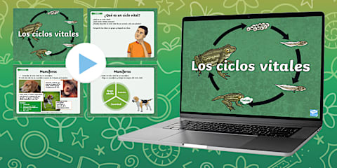 Ficha de actividad por niveles: El ciclo de la vida humana