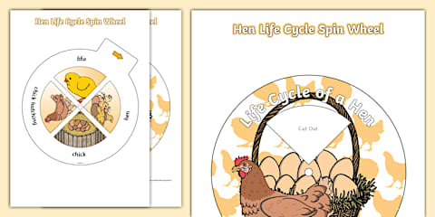 Bee Life Cycle Spin Wheel