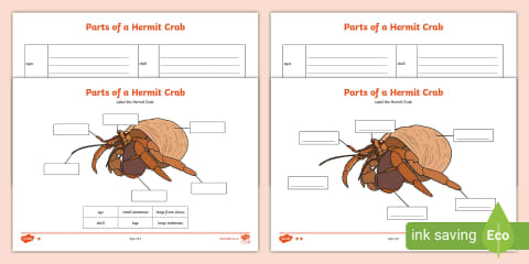 Crab Life Cycle Wheel Activity