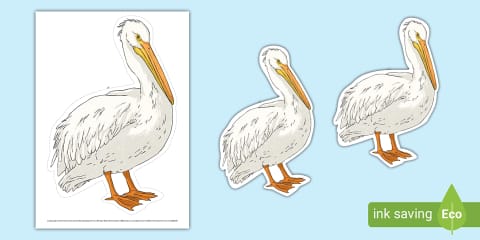 Draw the Pelican Worksheet