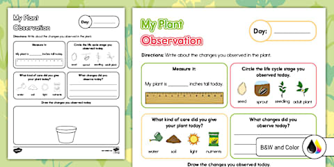 My Diary of a Bean Plant Booklet Template