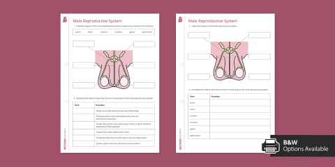 Year 7 - Year 10 Science Human Reproductive System Display Posters