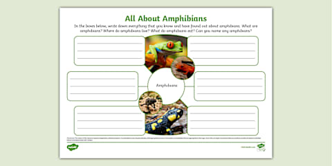 Amphibians Folding Life Stages Template - Twinkl