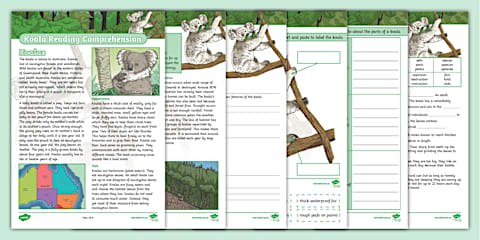 Australian Animals Koala Bears Fact File and Activities Pack