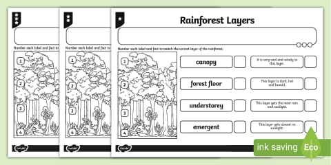 Rainforest Animals Sorting Worksheet