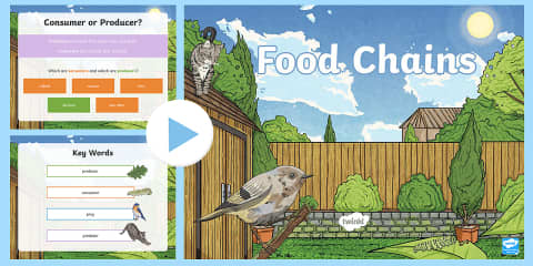 Food Chains and Food Webs PowerPoint