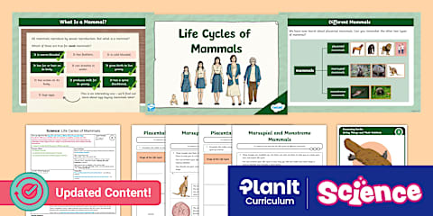 Life Cycle of a Llama Display Poster