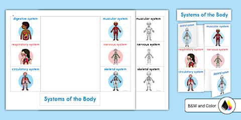 Body Organs Cut and Paste Worksheet for 3rd-5th Grade