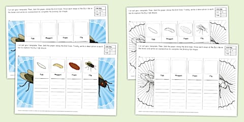 The Life Cycle of a Fly Worksheet