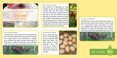 Chicks Fact Cards | EYFS Easter