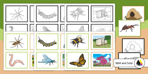 Pond Habitat Sorting Worksheet