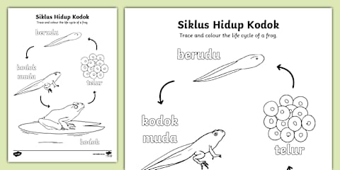 Frog Life Cycle Wall Chart and Word Cards - Indonesian