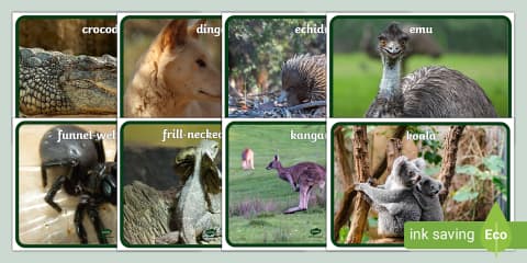 Australian Animal Display Posters