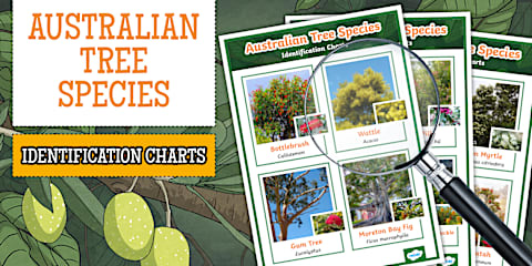 Australian Trees Scavenger Hunt Riddles