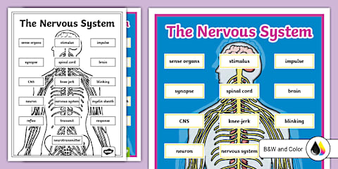 The Human Nervous System Poster for 3rd-5th Grade