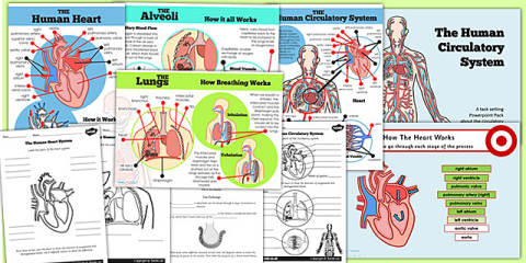 Human Body Chart Labelling Activity