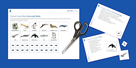 Second Grade Ocean Food Chains Reading Passage Comprehension Worksheet