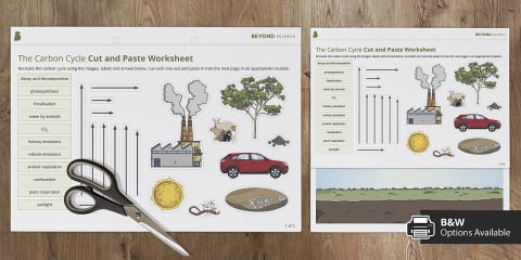 The Carbon Cycle Poster | Biology | Beyond Science
