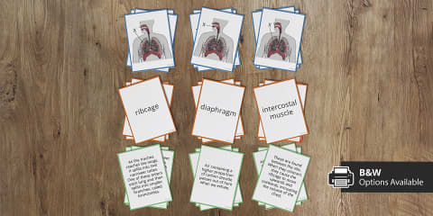 The Respiratory System Activity Sheet
