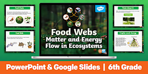 Food Chains and Food Webs Quiz