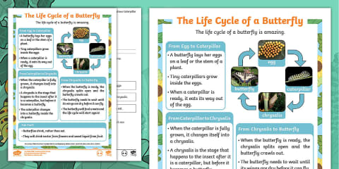 Butterfly Reading Comprehension Pack