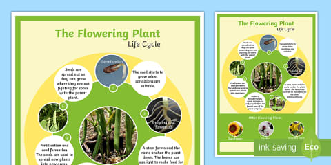 Y3 Plants Tiered Vocabulary Posters