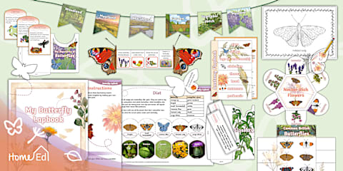 Early Childhood My Butterfly Life Cycle Observation Worksheet