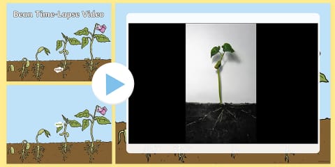 Jasper's Beanstalk: Life Cycle of a Bean Activity Pack