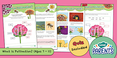The Pollination Process Sequencing Cards